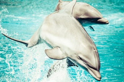 Welcome to Zipso.net